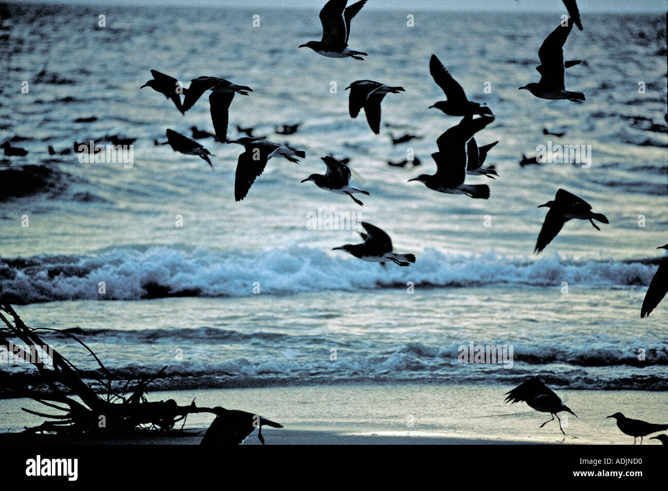 A flock of seagulls fly across the sea coast Stock Photo - Alamy