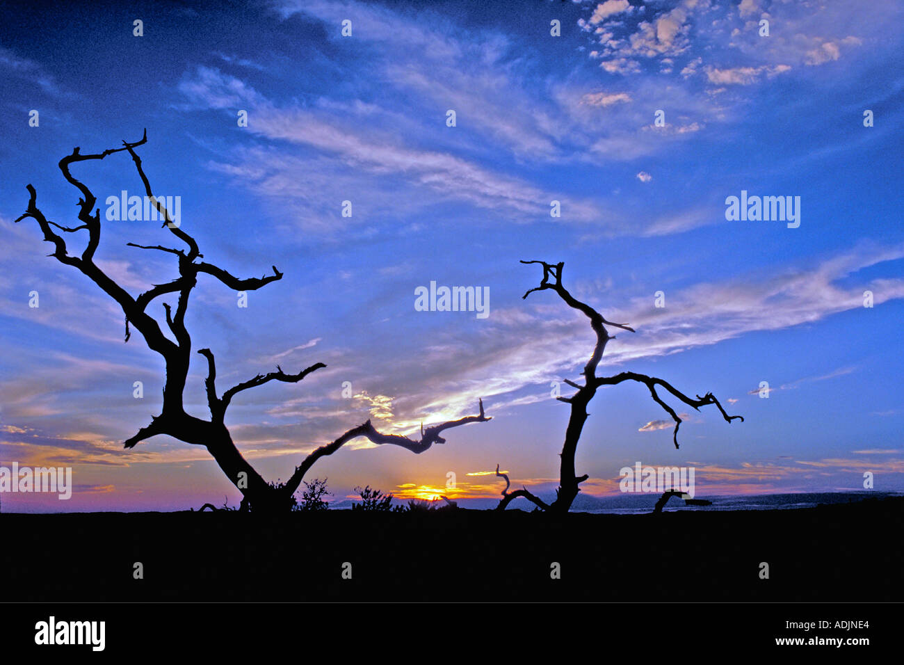 Two craggy trees against the night sky Stock Photo - Alamy