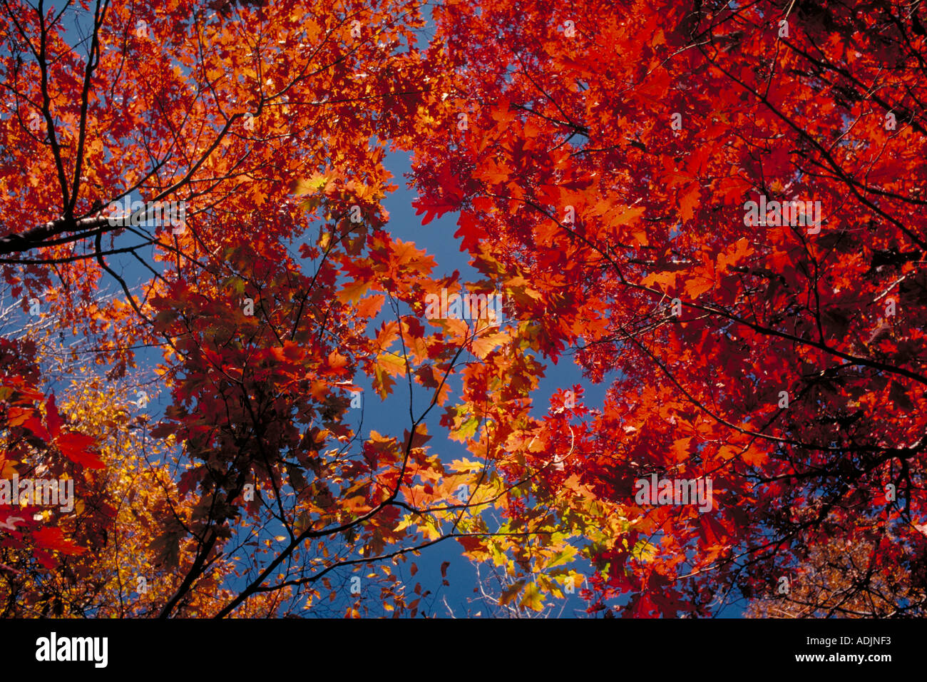 Beautiful fall colors from tree leaves Stock Photo - Alamy