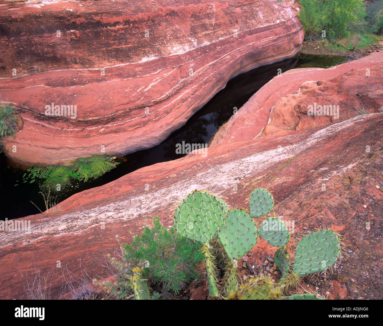 Medium small cactus hi-res stock photography and images - Alamy