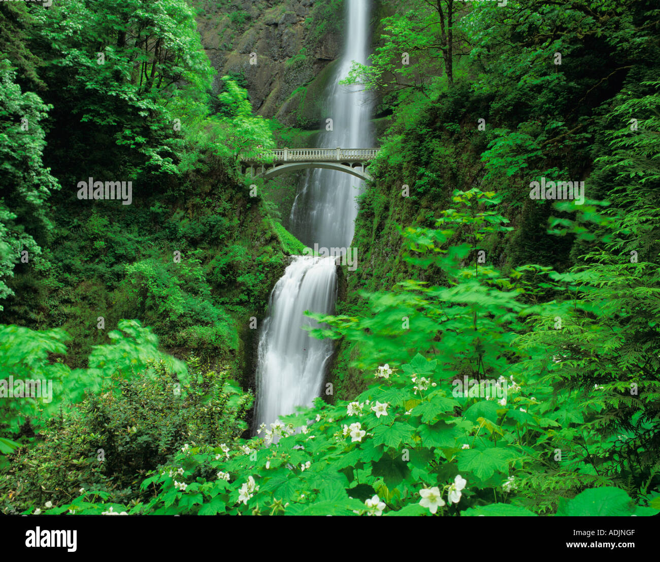 Brush creek trail wildflowers hi-res stock photography and images - Alamy