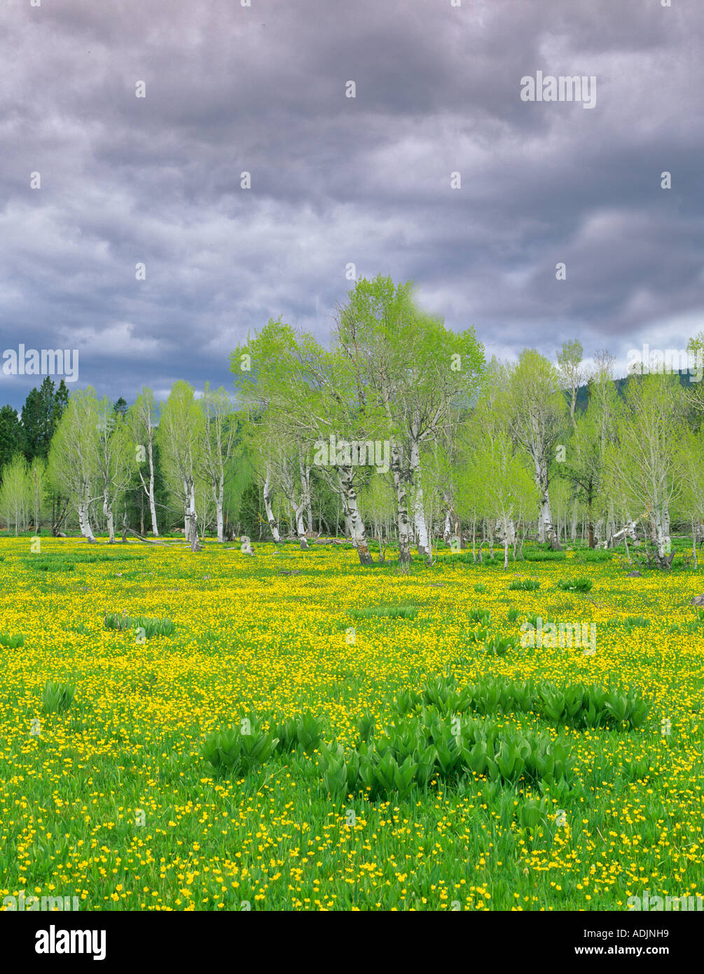 Buttercups and aspens with new spring growth Freemont National Forest ...