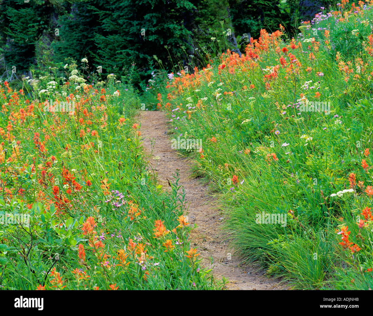 Path with Indian Paintbrush Bird Creek Meadows Washington Stock Photo ...