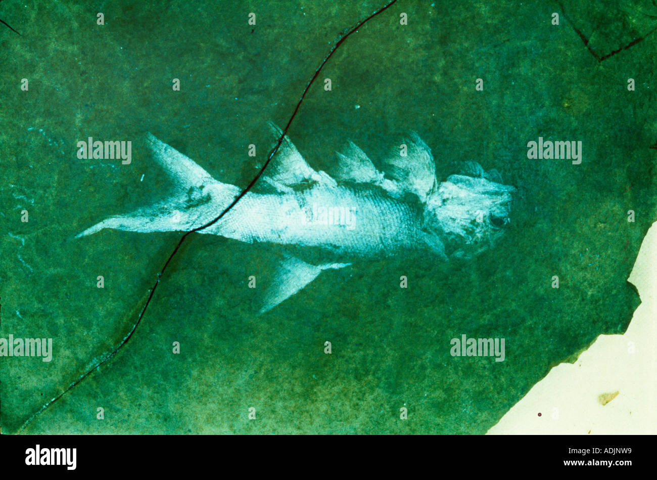 Amblypterus hi-res stock photography and images - Alamy