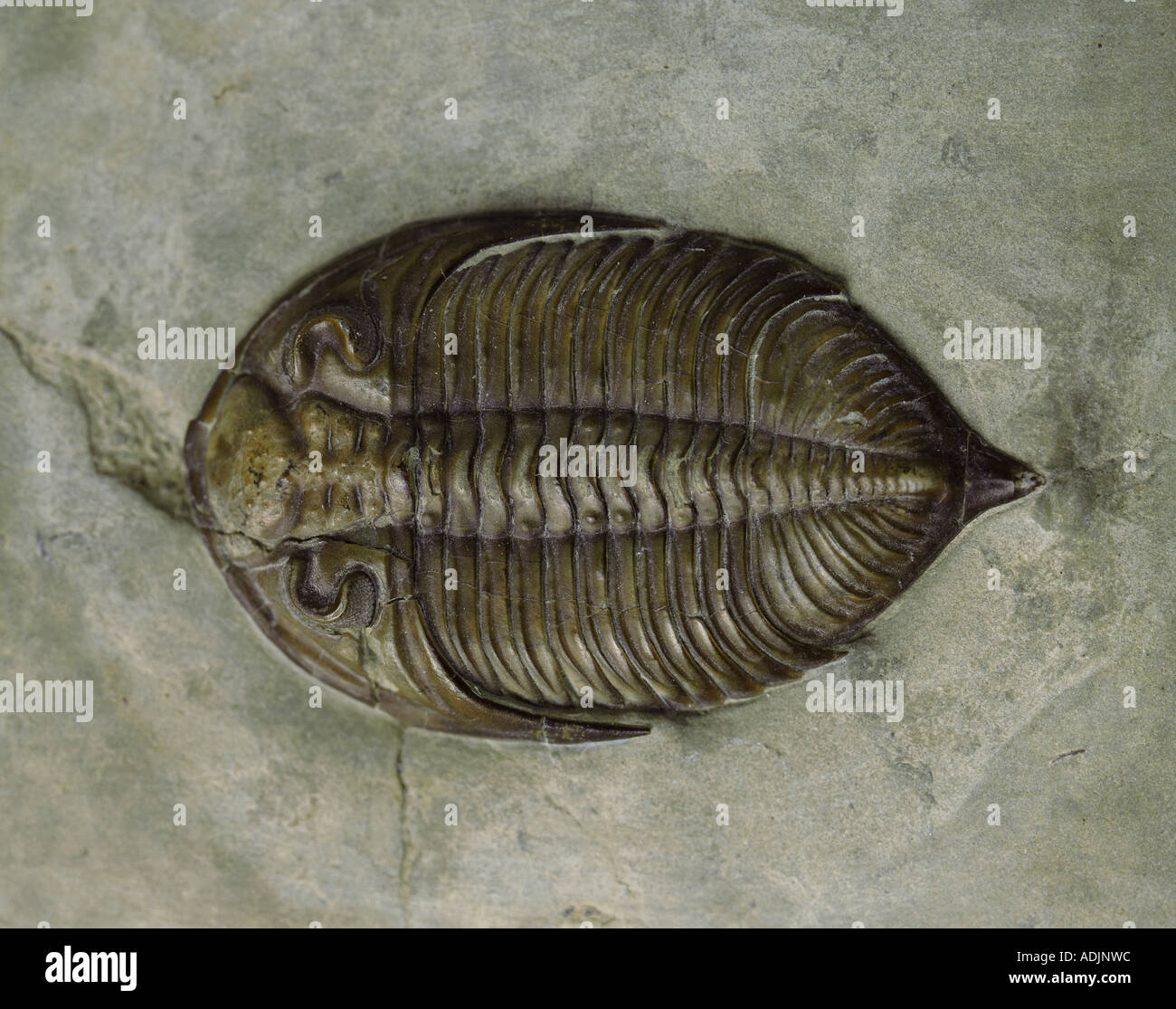 Dalmanites myops trilobite Stock Photo - Alamy