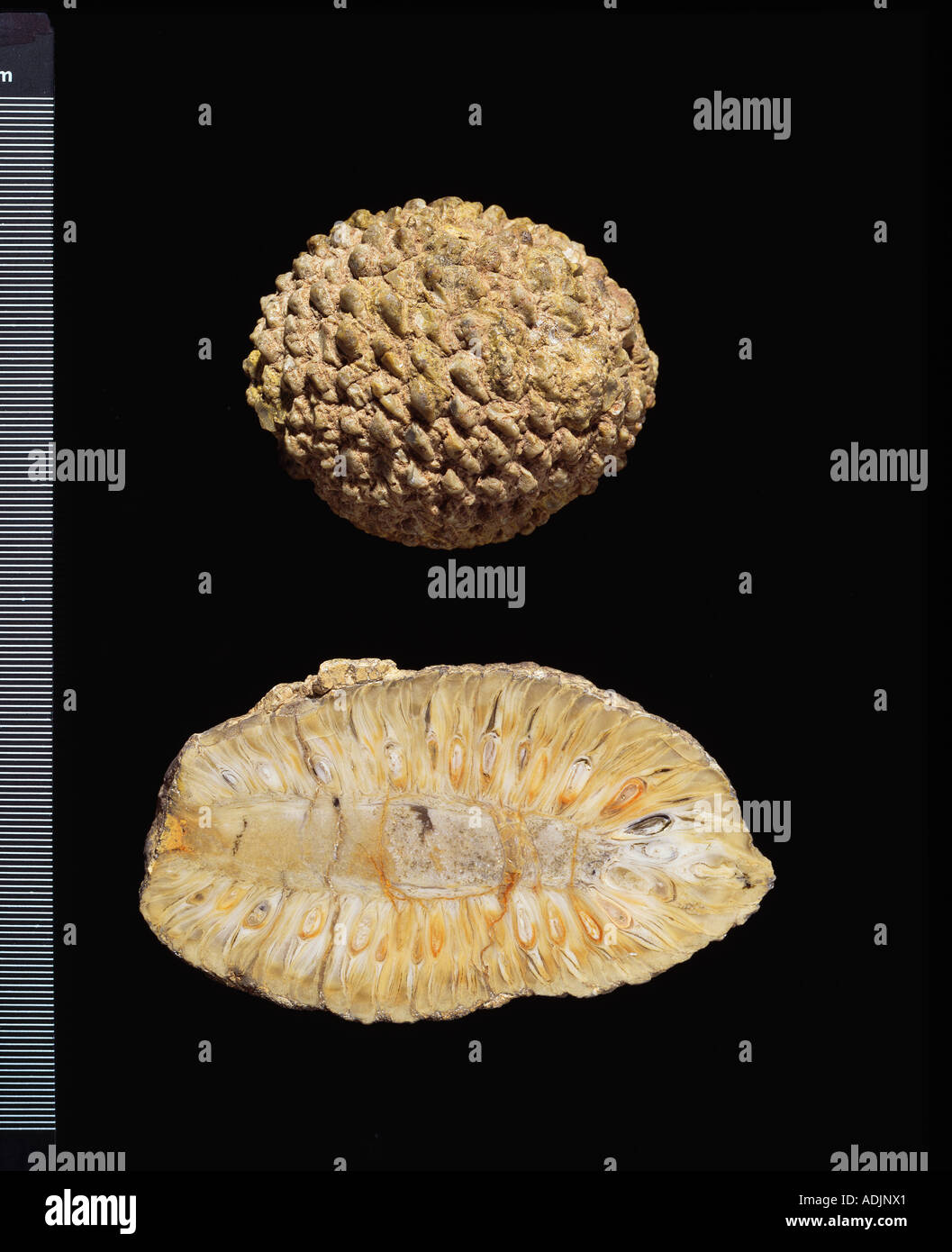 Araucaria mirabilis silicified seed cones Stock Photo - Alamy