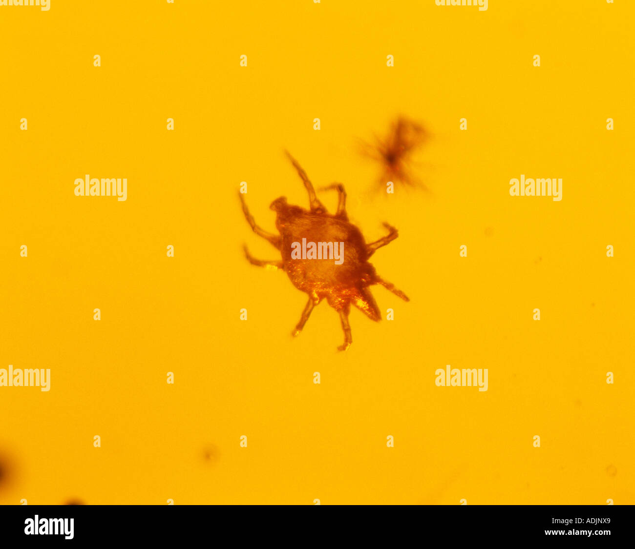 Red mite hi-res stock photography and images - Alamy