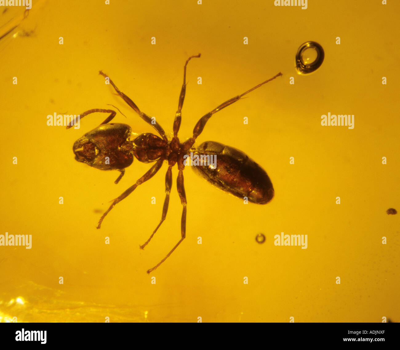 Amber insect hi-res stock photography and images - Alamy