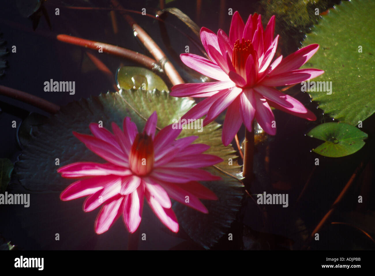 RHS70901 Two red color Lotus flowers Stock Photo - Alamy