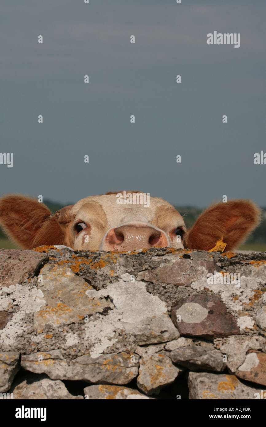 Cow looking over a stone wall Stock Photo - Alamy