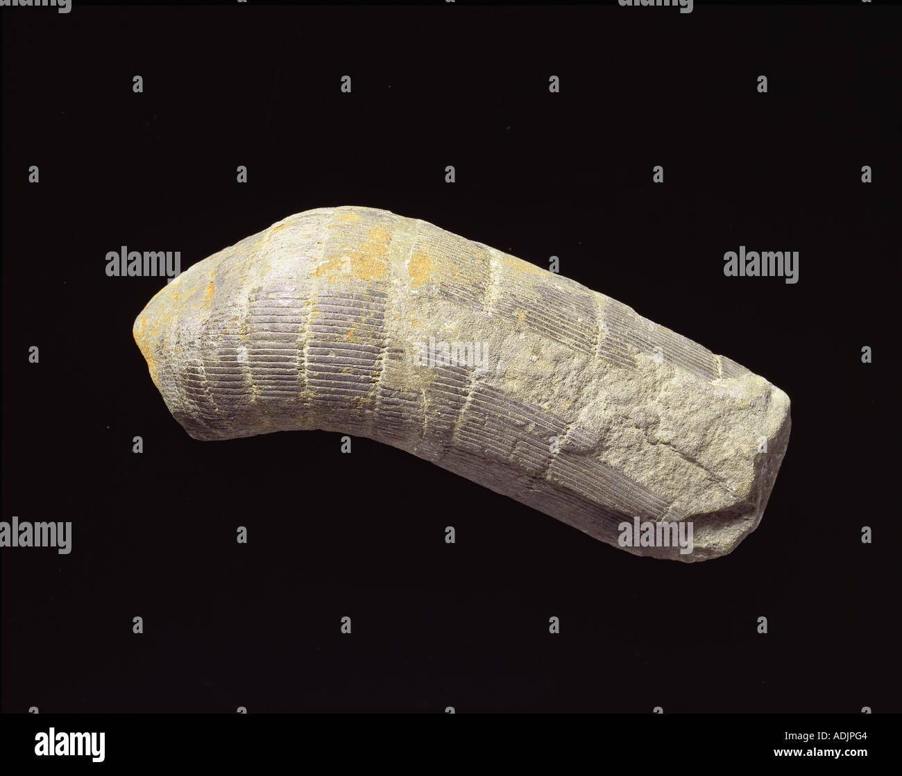 Calamites hi-res stock photography and images - Alamy