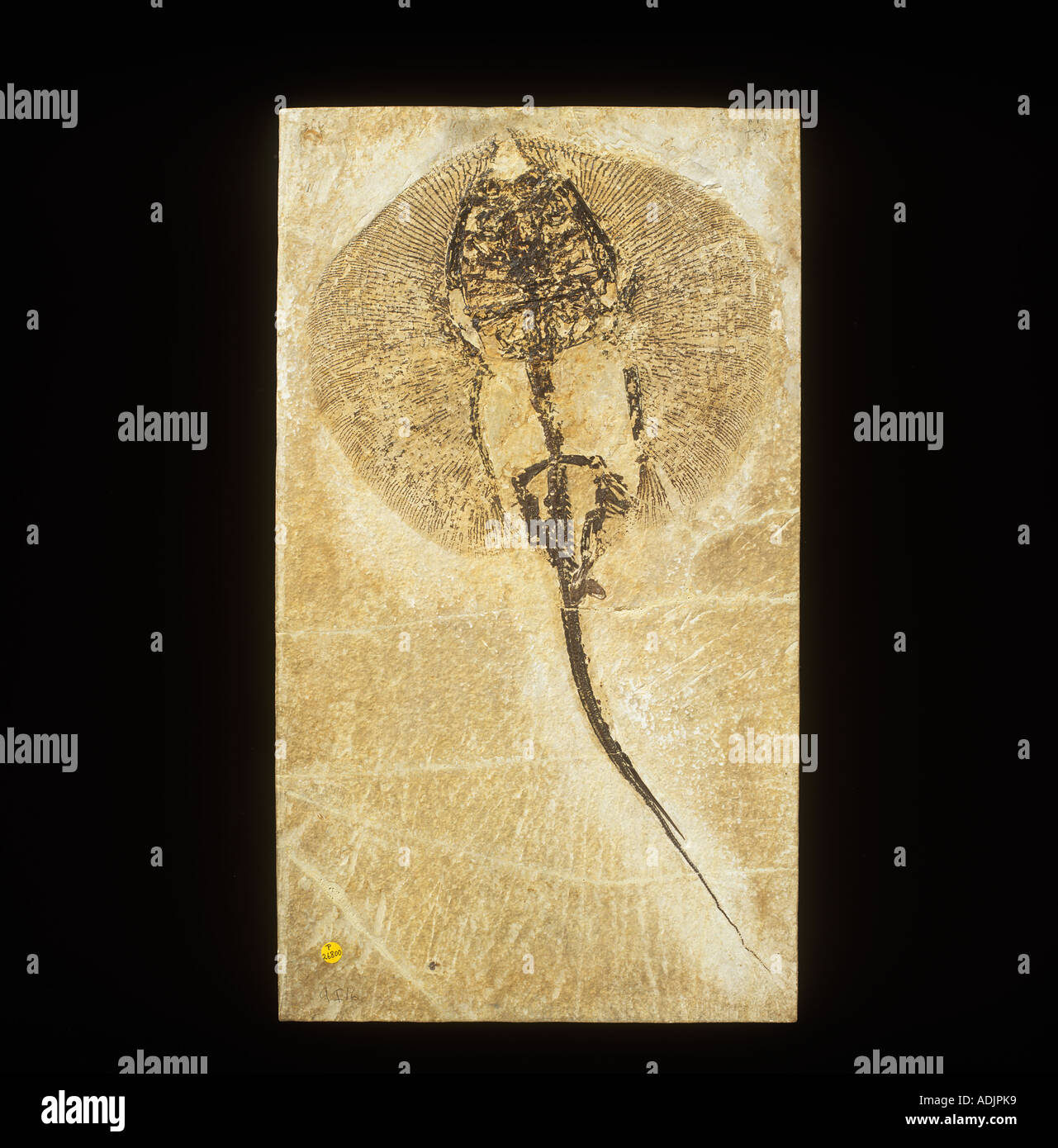 Heliobatis radians fossil stingray Stock Photo - Alamy