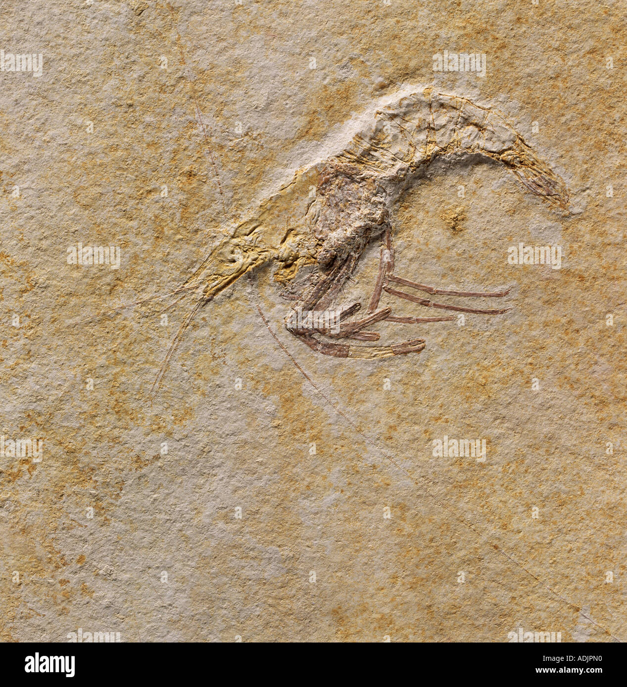 Fossil prawn hi-res stock photography and images - Alamy