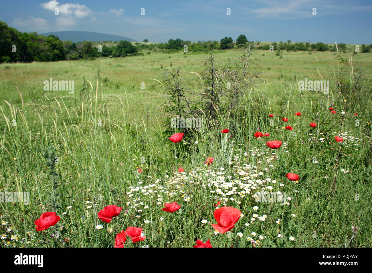 Strandja mountain, south coast, Bulgaria Stock Photo - Alamy
