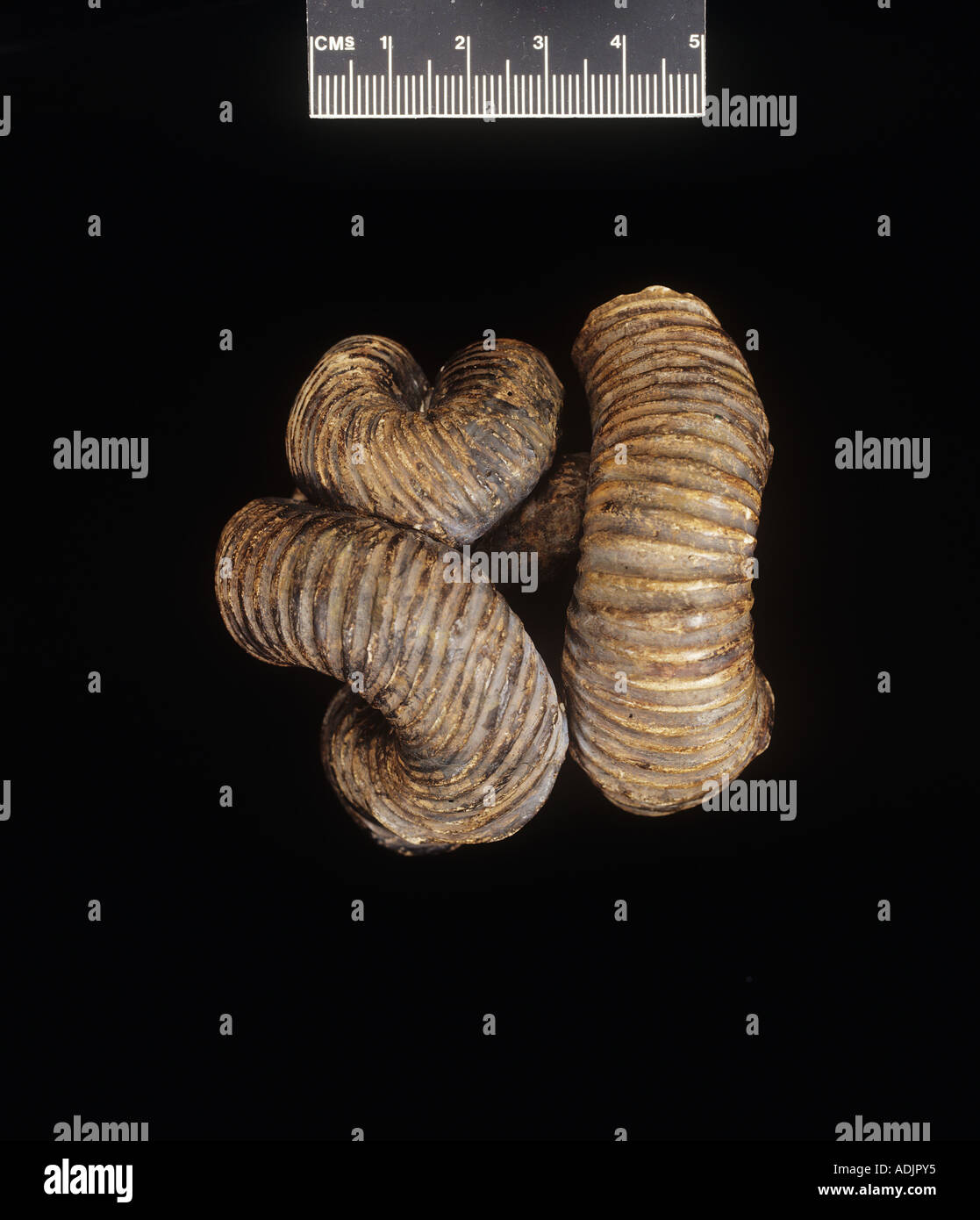 Nipponites mirabilis ammonite Stock Photo - Alamy