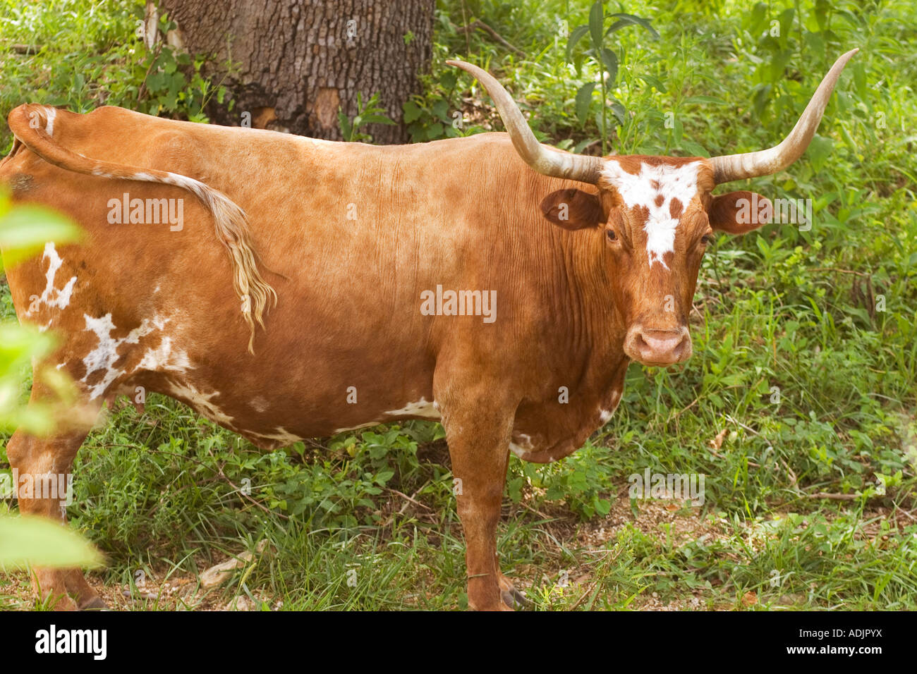 Texas Longhorn Steer Stock Photo - Alamy