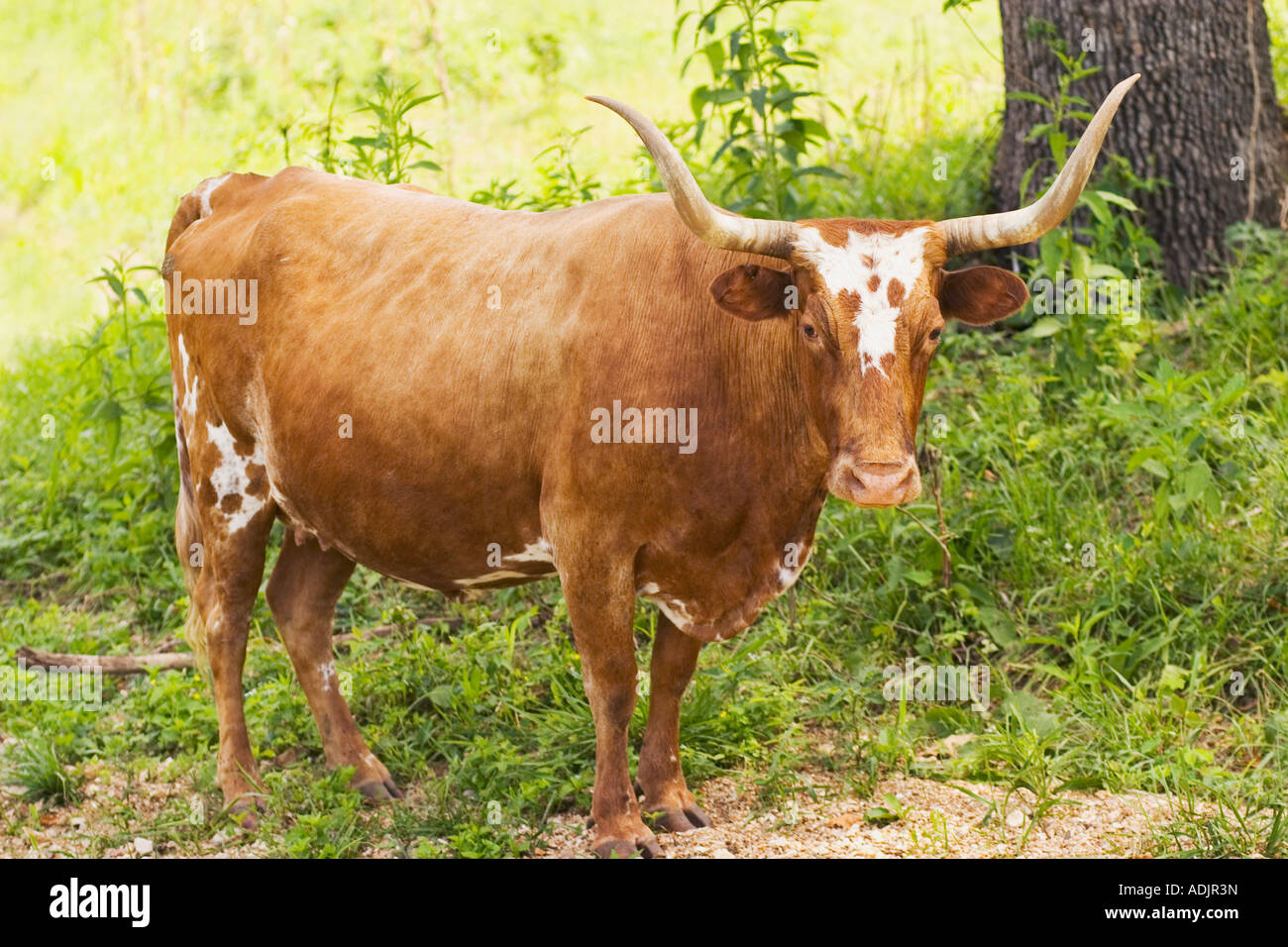 Steer horn hi-res stock photography and images - Alamy