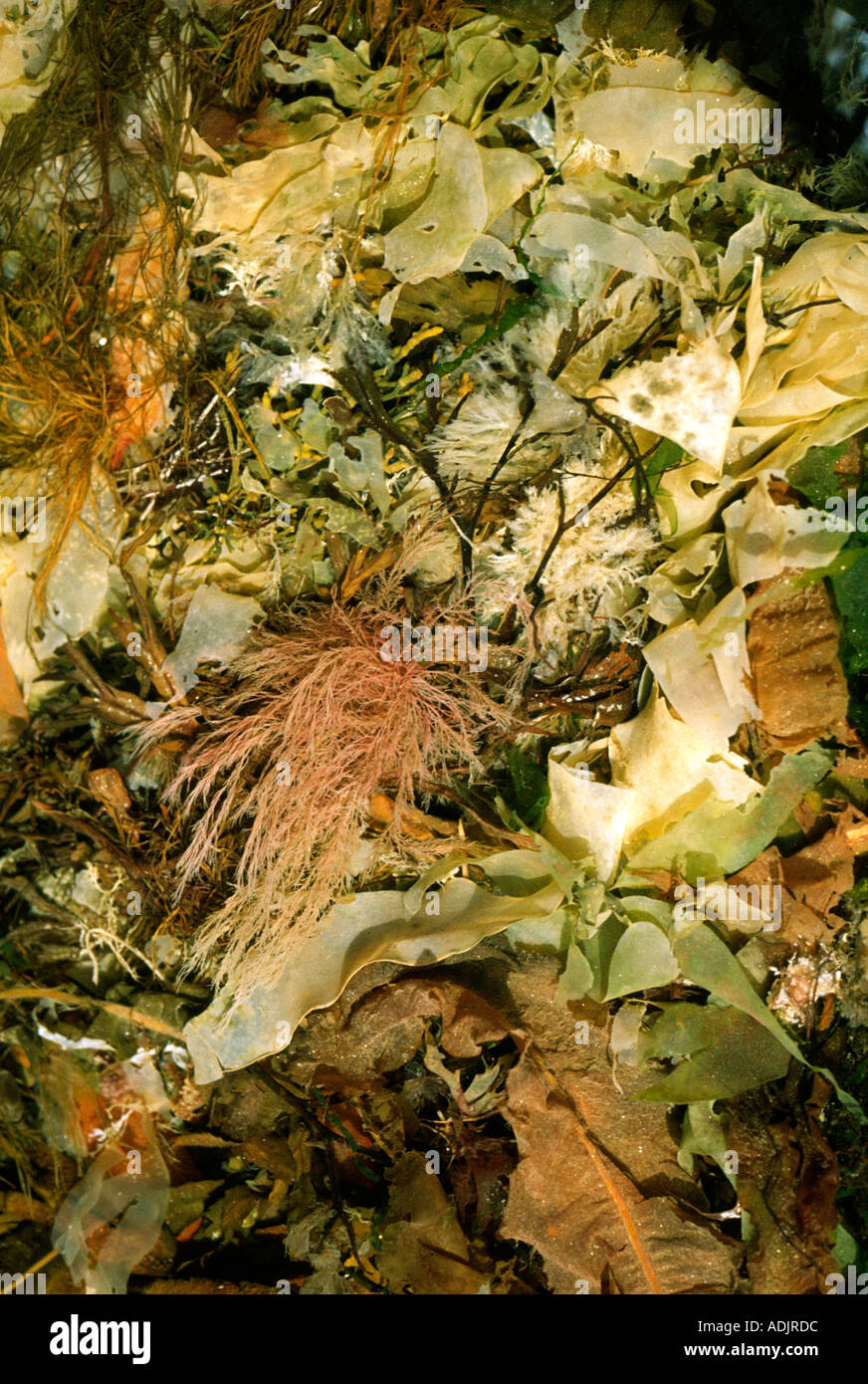 Seaside bottom of a rock pool Stock Photo - Alamy