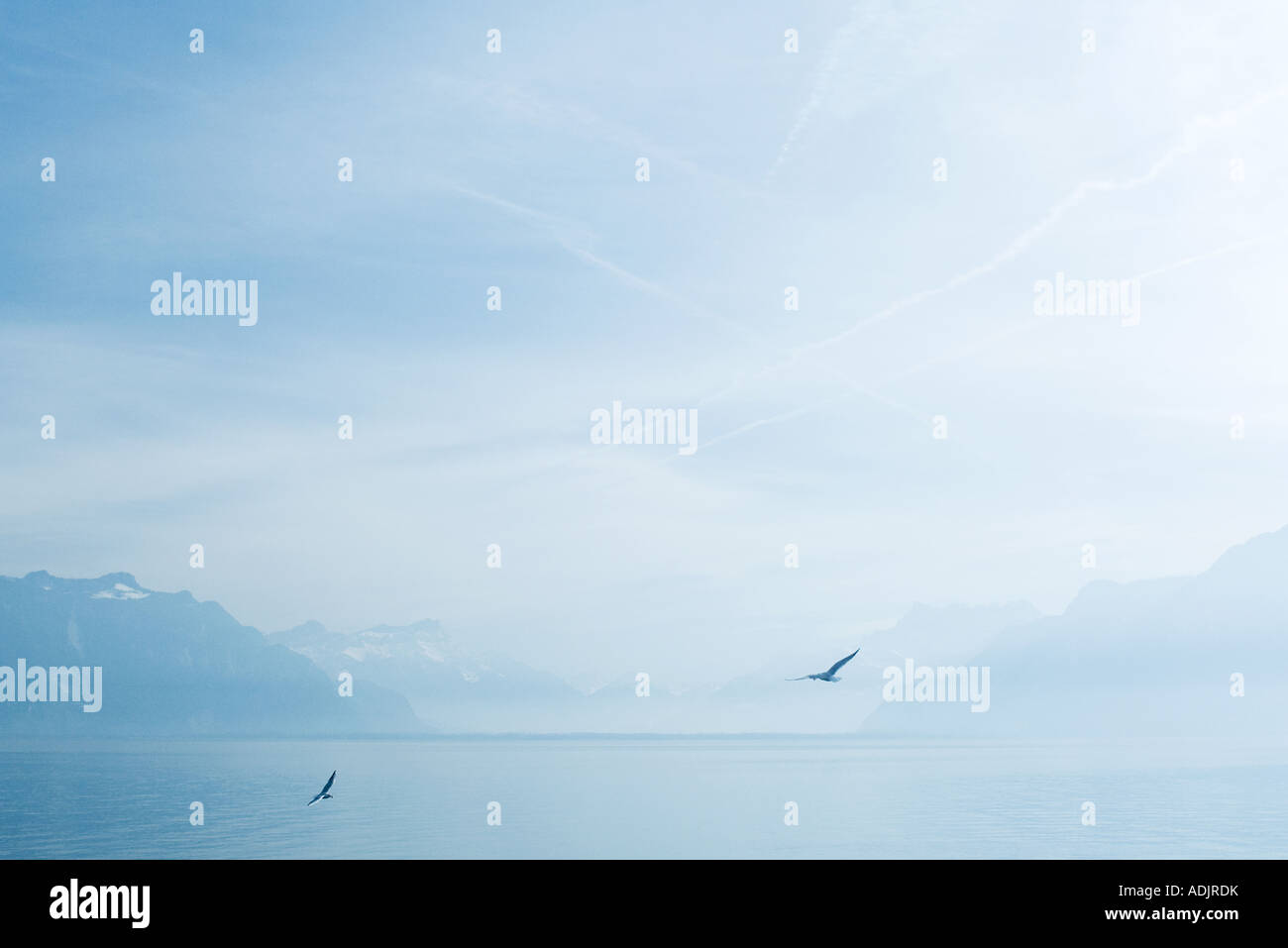 Birds flying over lake Stock Photo - Alamy