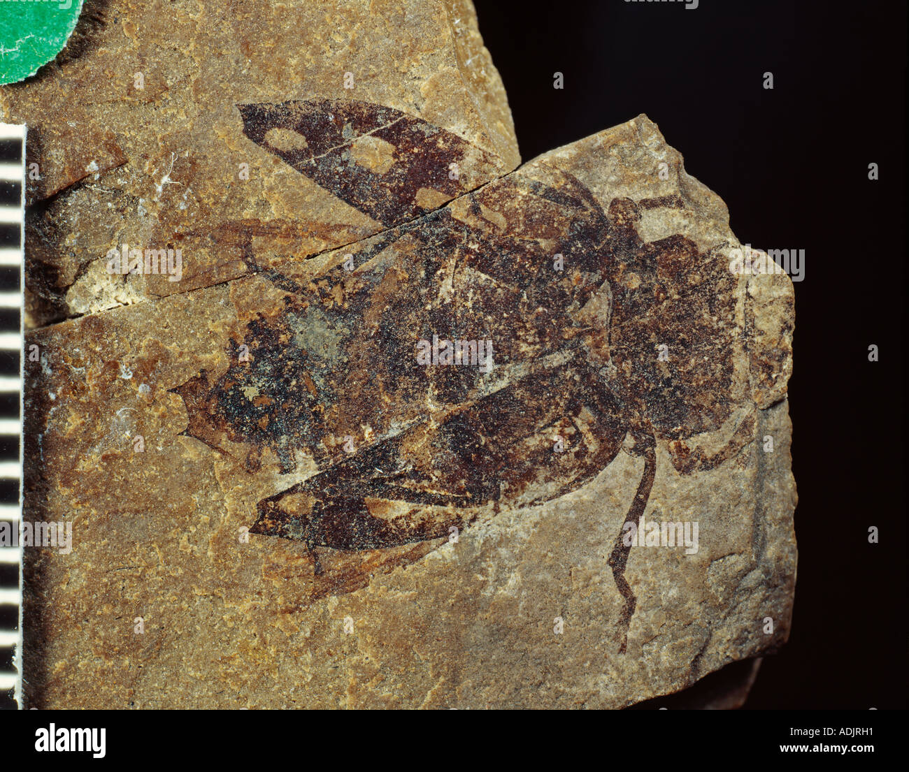 Insect wing fossil hi-res stock photography and images - Alamy