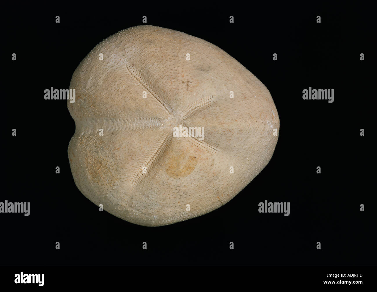 Micraster coranguinum echinoid Stock Photo - Alamy