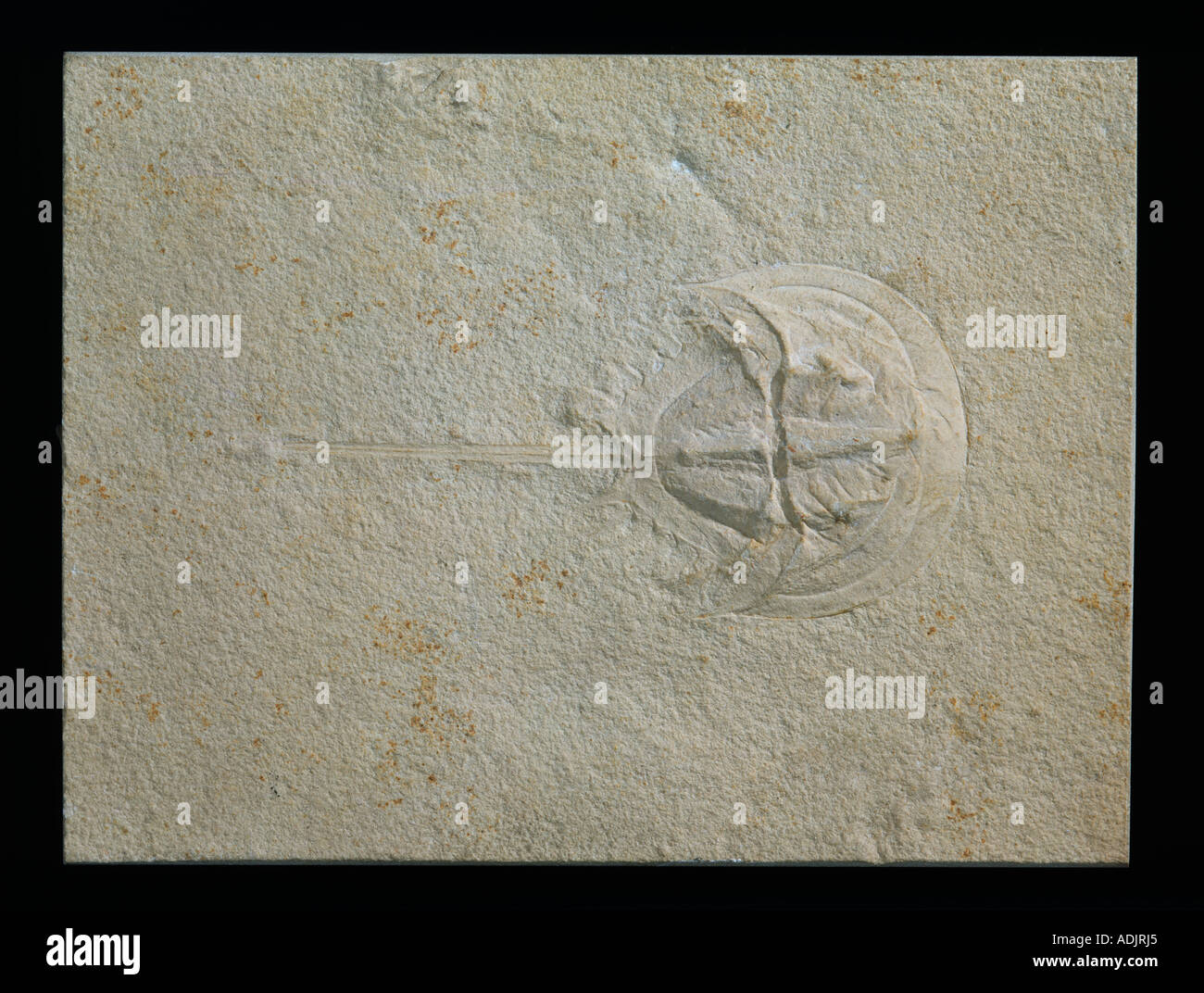 Limulus polyphemus horseshoe crab Stock Photo - Alamy