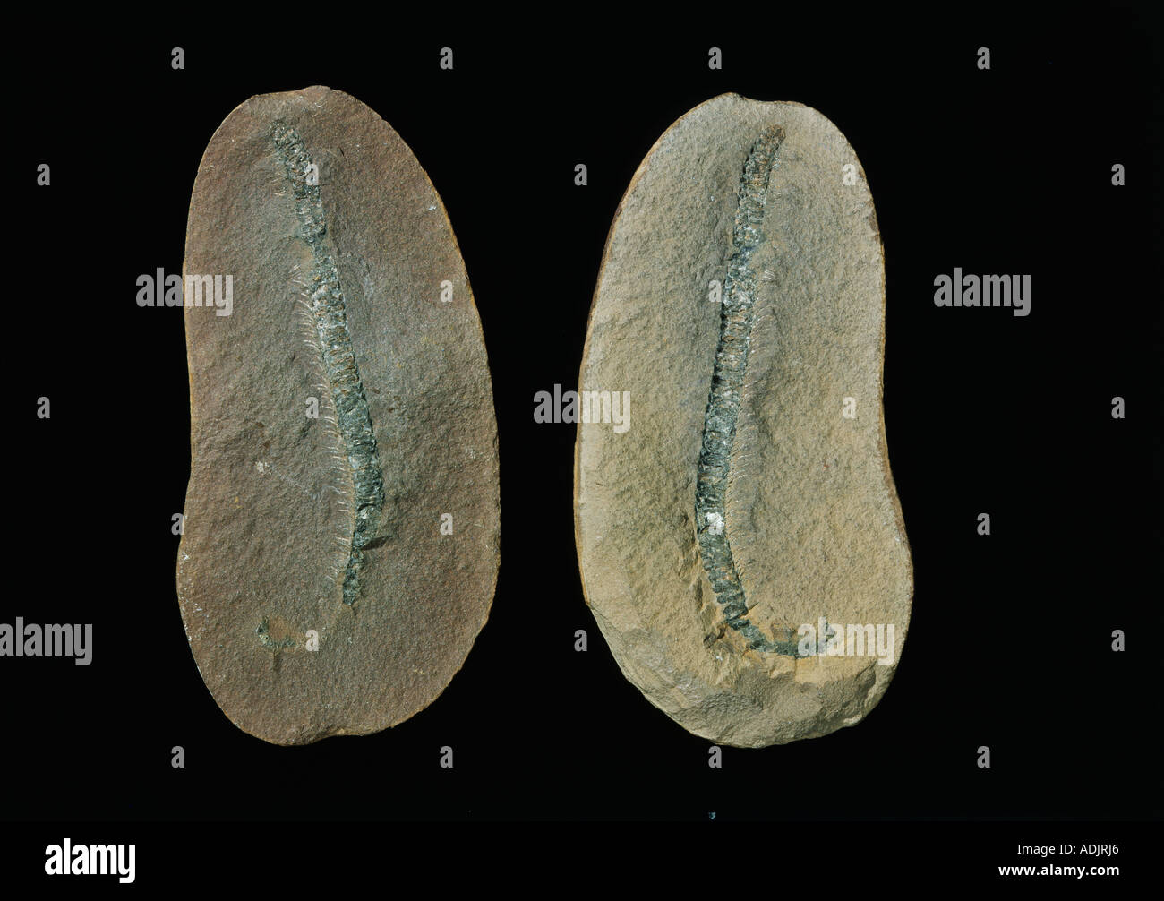 Euphoberia ferox fossil millipede Stock Photo - Alamy