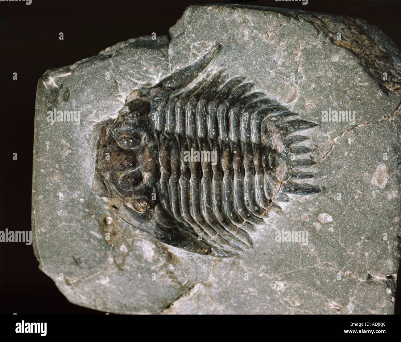 Acidaspis coronata spiny trilobite Stock Photo - Alamy