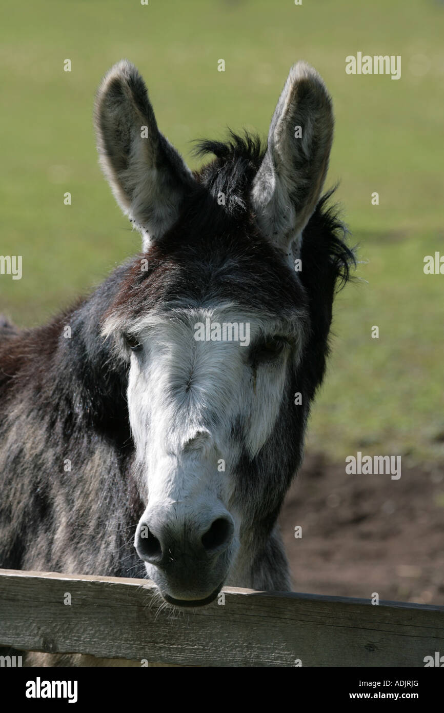 Donkey looking over a farm gate Stock Photo - Alamy
