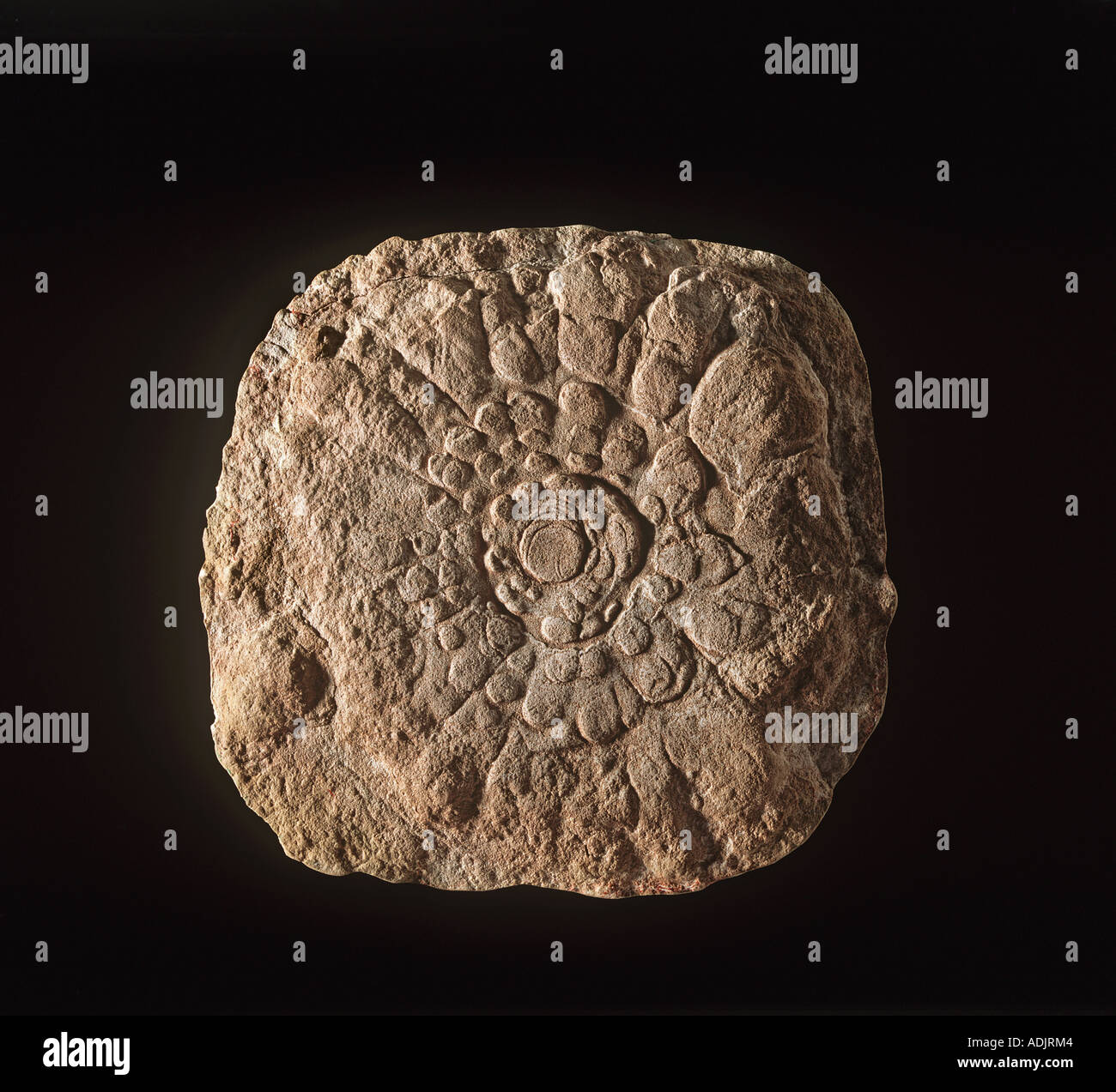 Precambrian Jellyfish Fossils