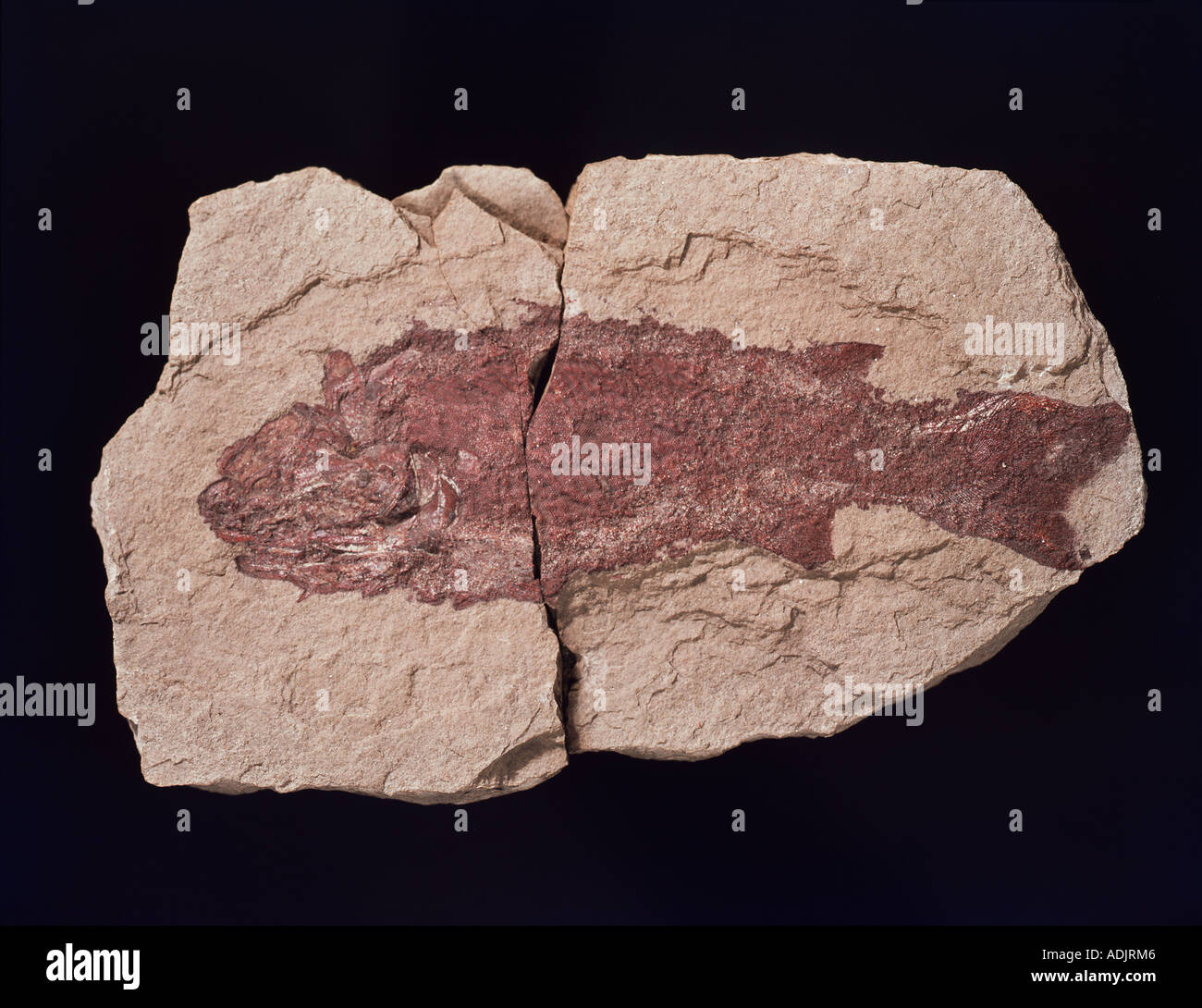 Cheirolepis hi-res stock photography and images - Alamy