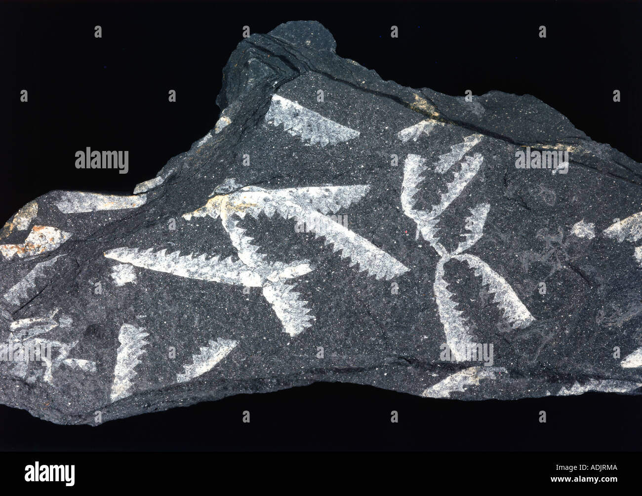 Graptolite hi-res stock photography and images - Alamy