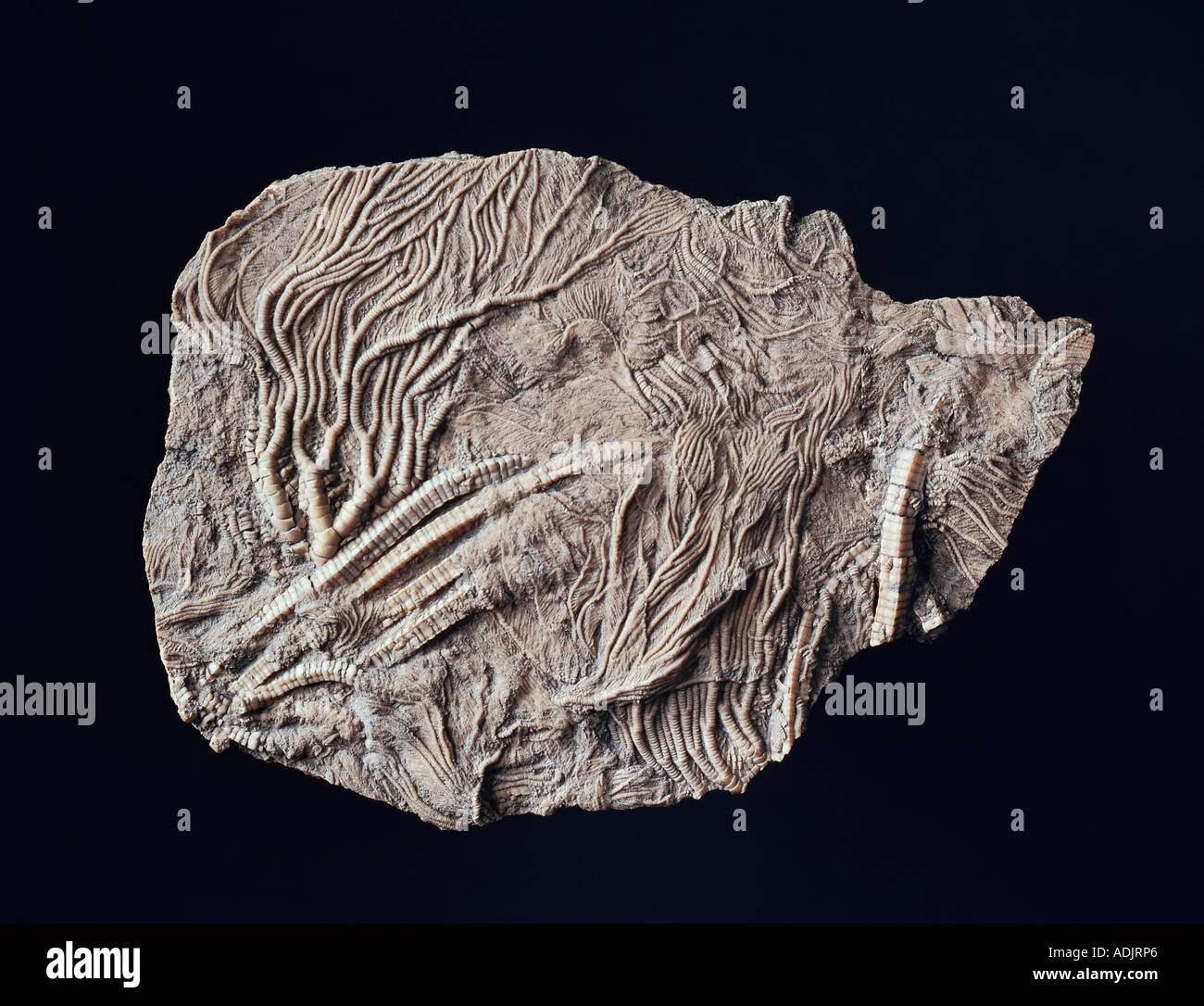 Pentacrinites hi-res stock photography and images - Alamy