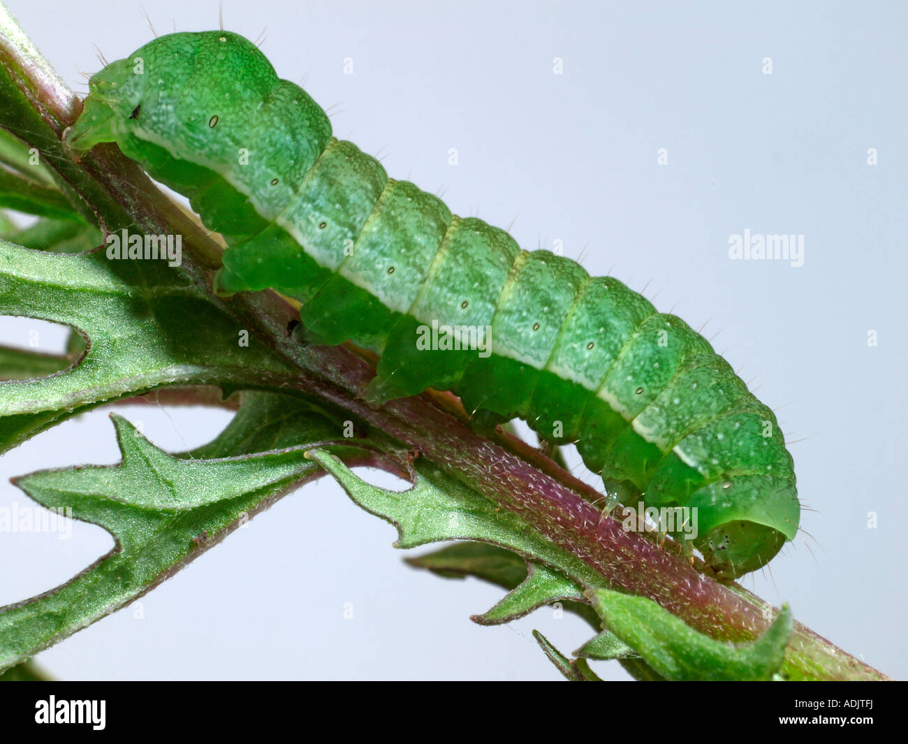 Angle Shades Caterpillar High Resolution Stock Photography and Images ...
