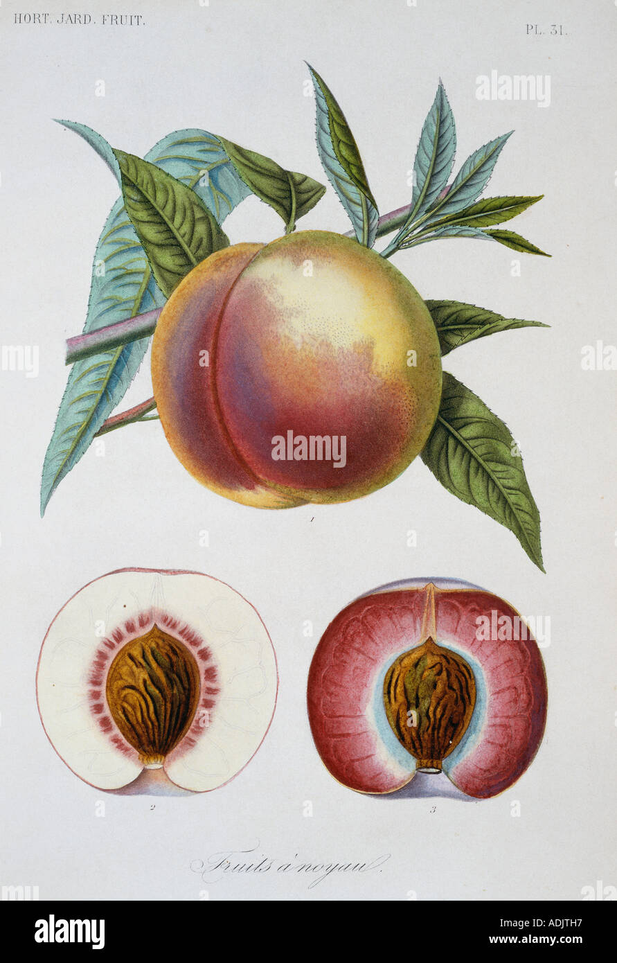 Prunus persica nectarine Stock Photo - Alamy