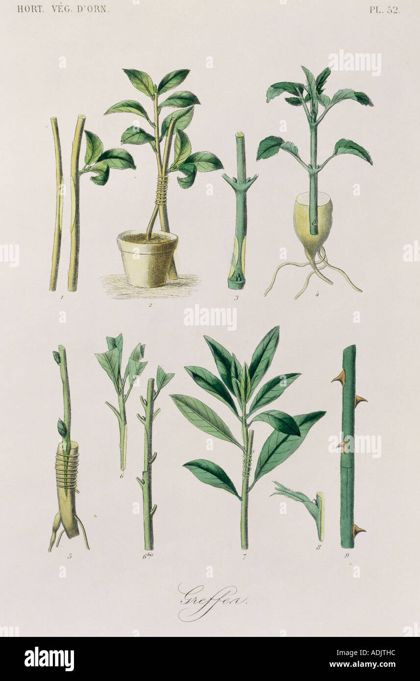 Horticulture drawing hi-res stock photography and images - Alamy