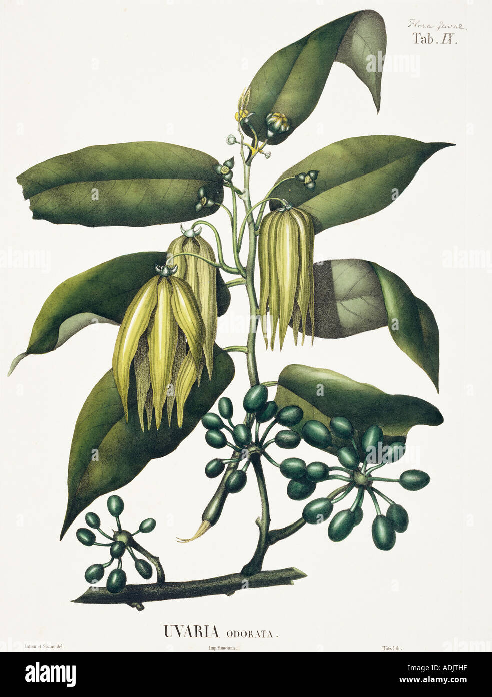 Ylang ylang drawing hi-res stock photography and images - Alamy