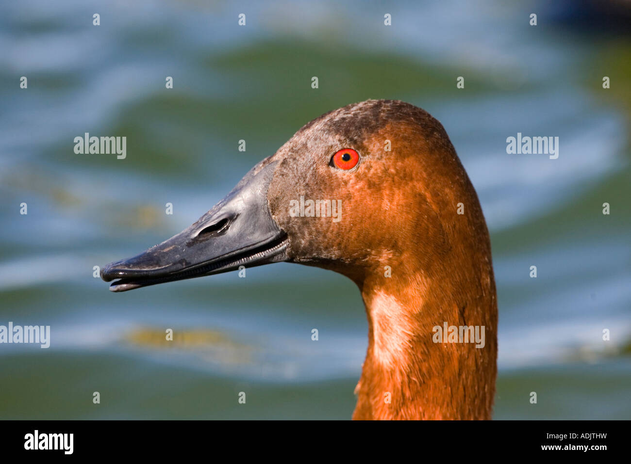 Canvasback duck flying hi-res stock photography and images - Alamy