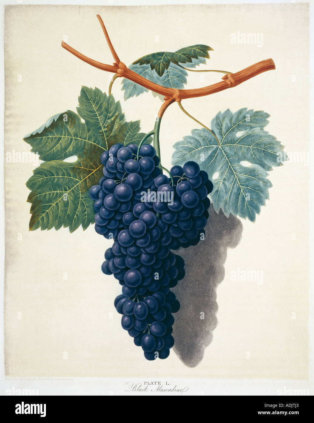 Vitis sp Black Muscadine grape Stock Photo - Alamy