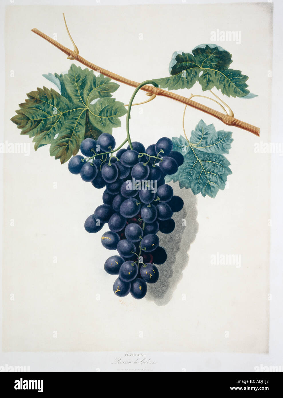 Black grape drawing hi-res stock photography and images - Alamy