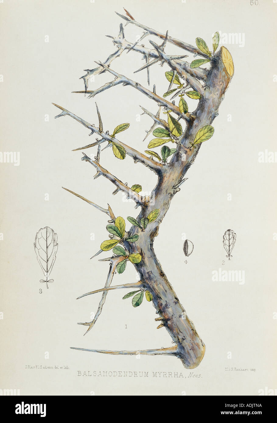 Myrrh tree hi-res stock photography and images - Alamy