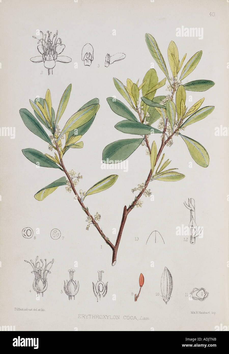 Coca plant drawing hi-res stock photography and images - Alamy