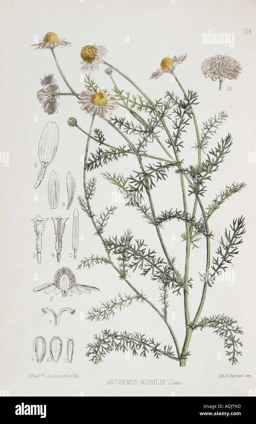 Anthemis medicinal hi-res stock photography and images - Alamy