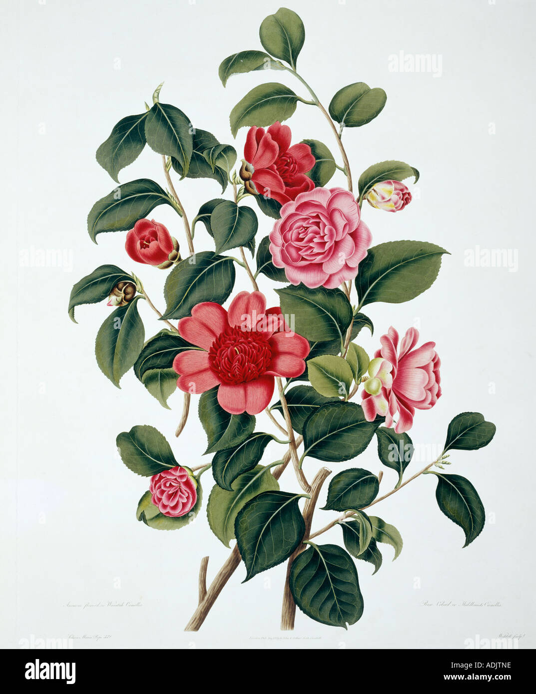 Middlemist camellia hi-res stock photography and images - Alamy