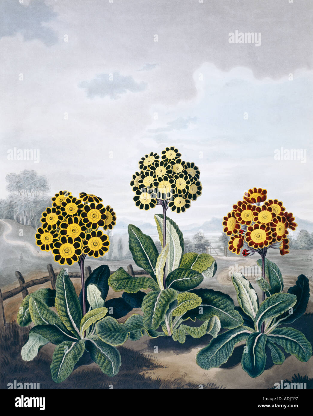 Botanical beauties hi-res stock photography and images - Alamy