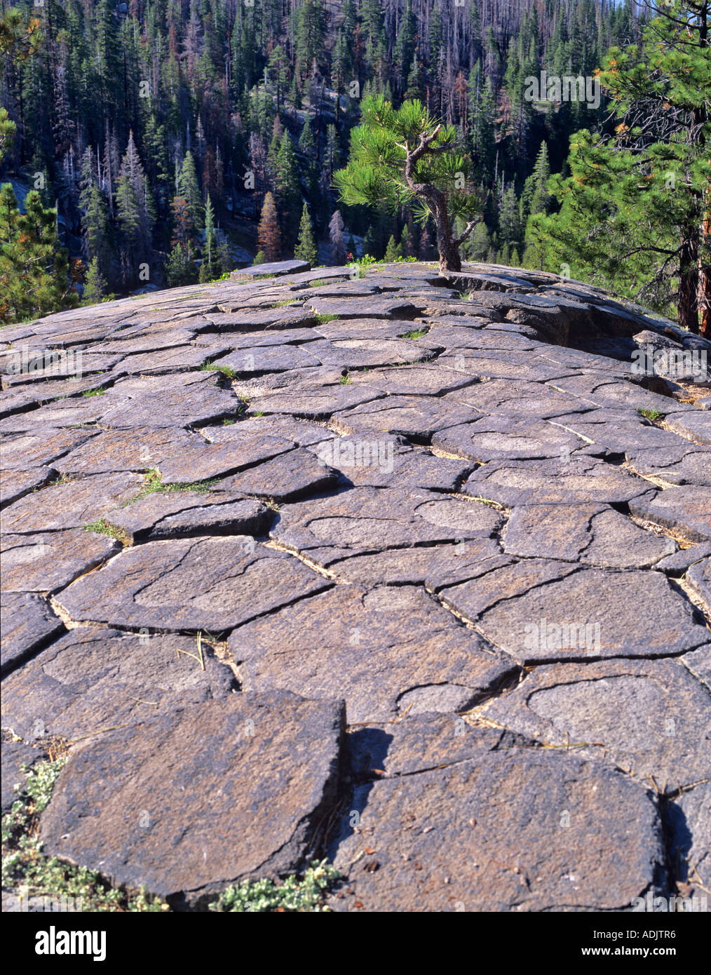 Glaciated tops of jointed columns and tree at Devils Postpile National ...