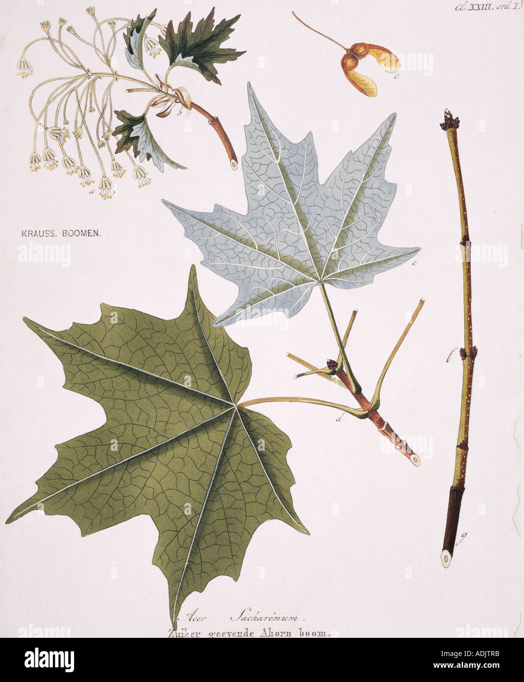 Acer sacharenum rock maple tree Stock Photo - Alamy