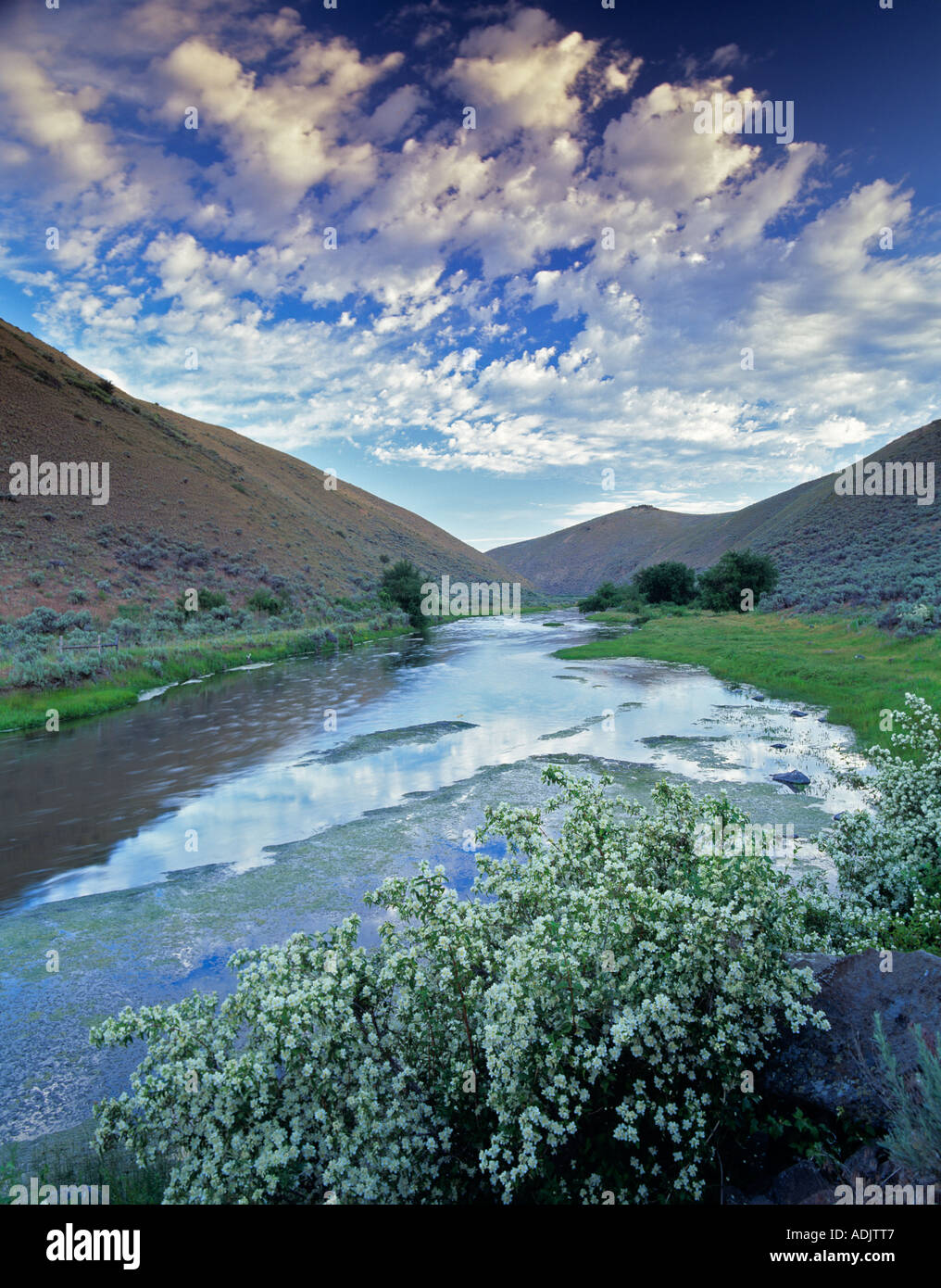 Powder River with Mock Orange bush Oregon Stock Photo - Alamy