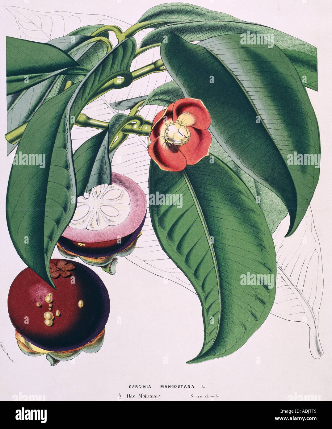 Mangosteen drawing hi-res stock photography and images - Alamy