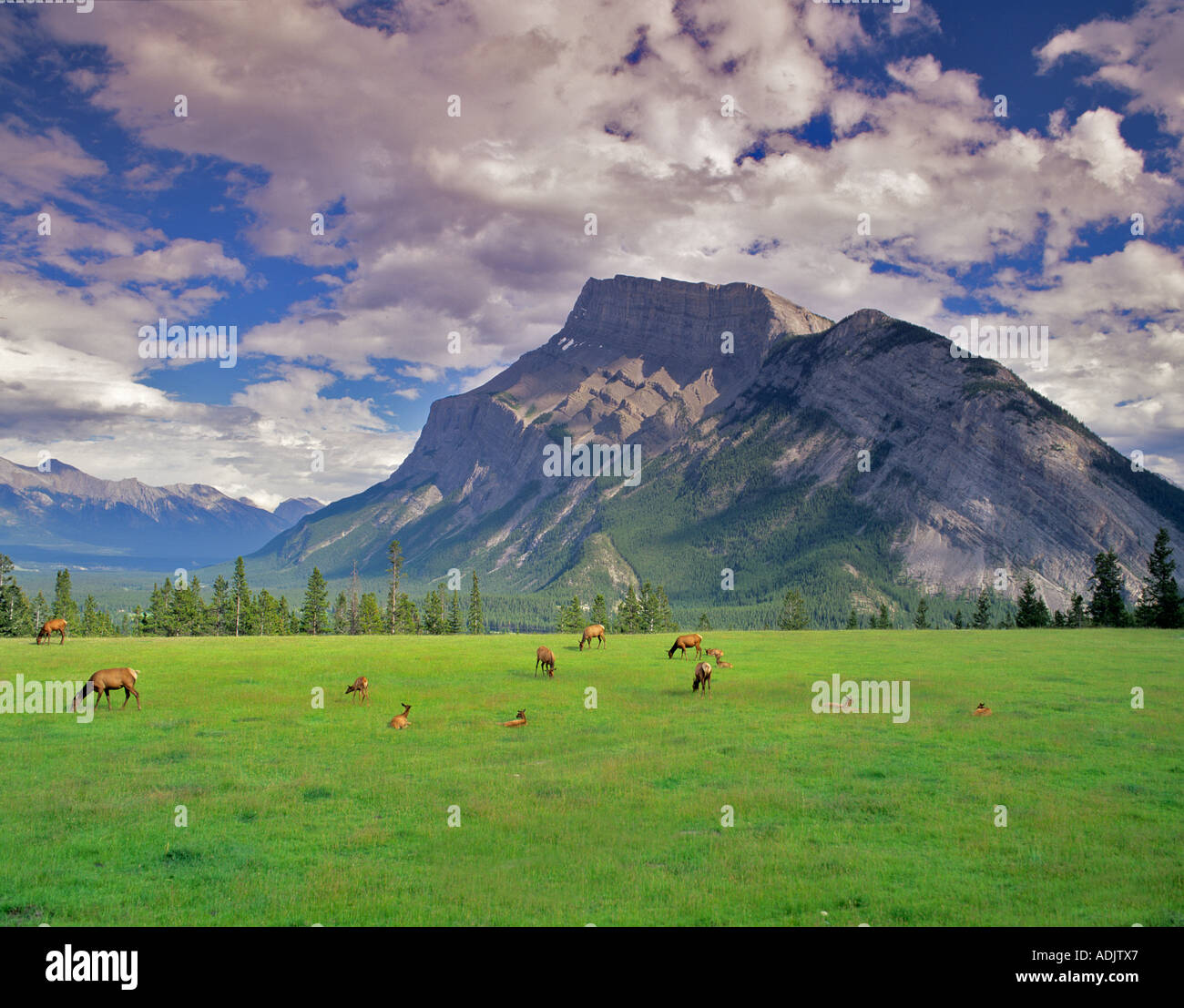 Elk in banff national park forest hi-res stock photography and images ...